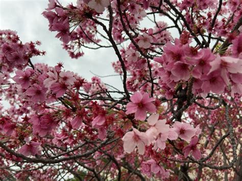 艶やかな寒緋桜 妖精の ほうれい線