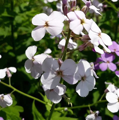 Shaman And Reiki Alternative Medicine