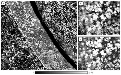 extraction of detailed forest structural variables in a large