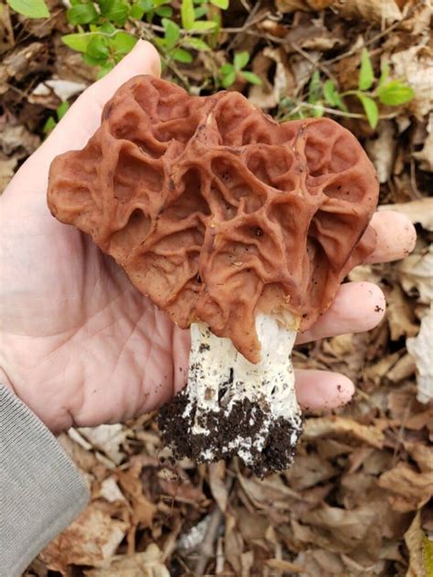 Big Red False Morel Identification And Edibility Guide For The
