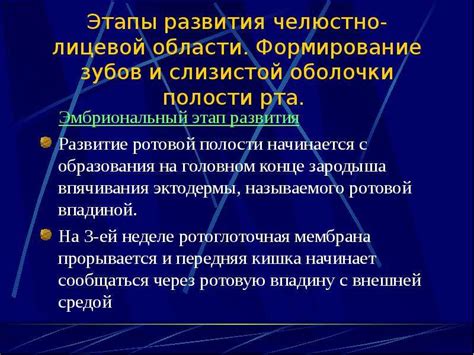 Анатомо физиологические особенности строения полости рта в возрастном аспекте Этапы развития