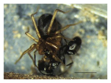 Myrmecophagy In Spiders A Zodarion Rubidum Simon Eating An Ant B