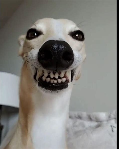 Chihuahua dog chiwawa dog information – Artofit