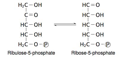 BIOC 3022 Exam 3 Flashcards Quizlet