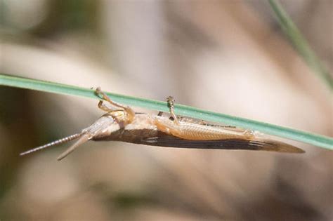 Unknown Insect Leptysma Marginicollis Bugguide Net