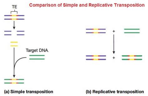 Transposable Elements Microbiology Notes