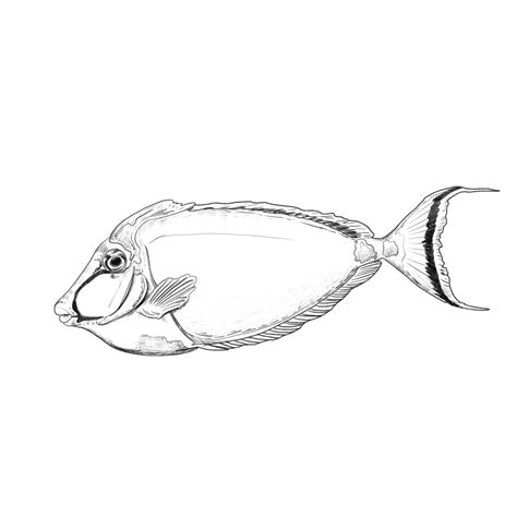 Line Drawing Swimming Fish Animal Line Drawing Black Swimming Fish