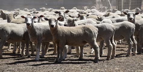 Lot 183 625 Mixed Sex Lambs Auctionsplus