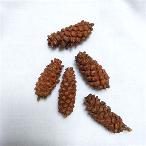 Jual Biji Pinus Biji Pinus Kuncup Biji Cemara Biji Cemara Kuncup Shopee Indonesia