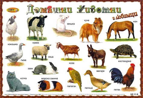 Домашни животни Гея Либрис Няма автор