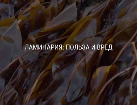 Ламинария: польза и вред, применение ламинарии в косметологии и ...