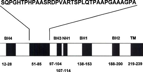 Figure 1 From Deletion Of A Nonconserved Region Of Bcl 2 Confers A