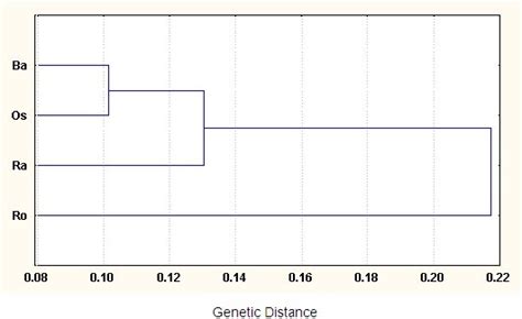 dendrogram using average linkage based on rapd data analysis among four