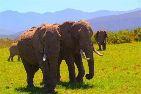 Premium Photo African Elephant