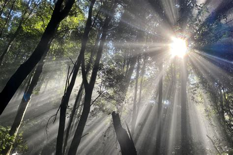 Latest Report On Failure Of Offset Program Supports Move From Net Zero To Real Zero The