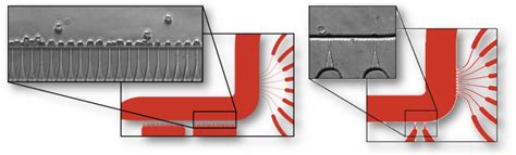 Automated Patch Clamp