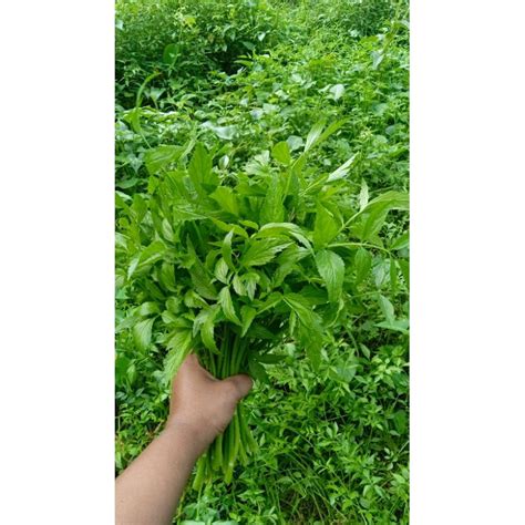 Pucuk Selom Daun Selom Ulam Organik Tiada Semburan Bahan Kimia Shopee Malaysia