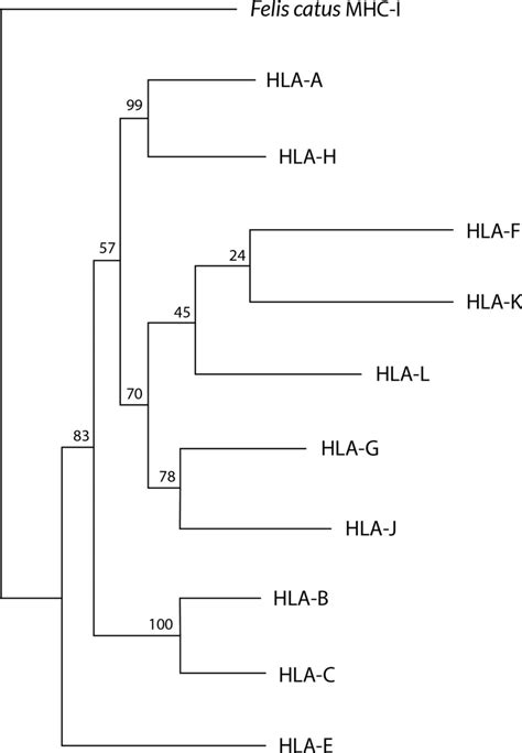 a neighbor joining dendrogram showing that hla e may be the most