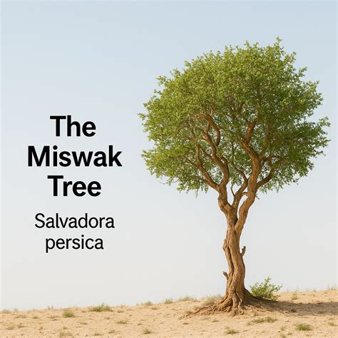 Miswak Baum Salvadora Persica Herkunft Wachstum Pflege Und Ernte