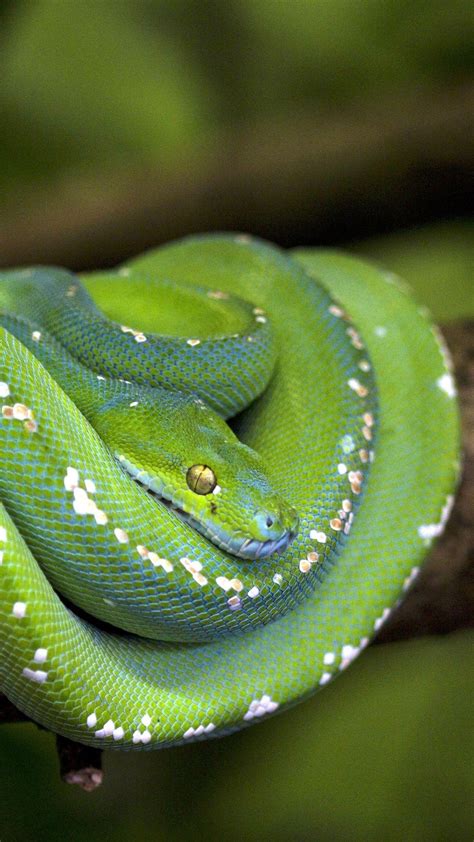Python Snake Wallpapers Top Free Python Snake Backgrounds