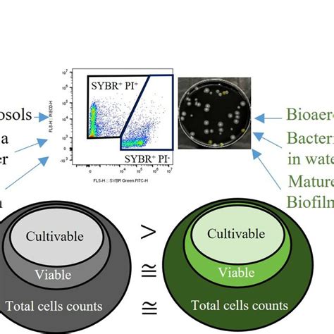 variation in bacterial concentration total cell count tcc viable