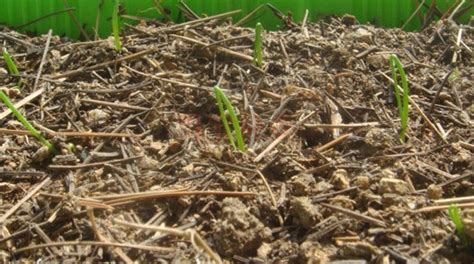 Parsnip Seeds Pack 100 Count For Cultivation BestSeedsOnline Com Free Shipping Worldwide