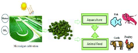 Microalgae As Sustainable Feed Sources For Animals And Aquacultures