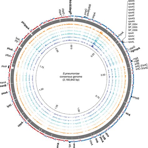 Streptococcus Pneumoniae Consensus Genome Reconstructed From Download Scientific Diagram