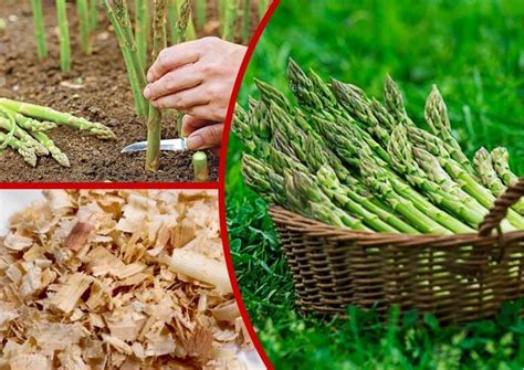 Как начинающему вырастить спаржу Выращивание культуры из семян занимает весьма длительное время