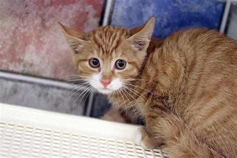 잠실 2018 0930 울산강아지분양 요크셔테리어분양가 새끼강아지분양 잉글리쉬불독 천안고양이분양 가정강아지분양 강아지입양 보더콜리 강아지무료분양 고양이무료분양