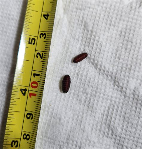 Bug Egg R Whatbugisthis