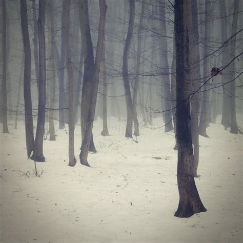 Background With Trees In The Fog Nature In Winter Time With Tree Trunks Stock Photo Image Of