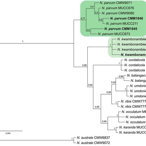 Multilocus Phylogenetic Tree Inferred From Bayesian Analysis Using The