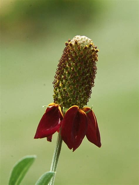 Ratibida Columnifera Prairie Mexican Hat Go Botany