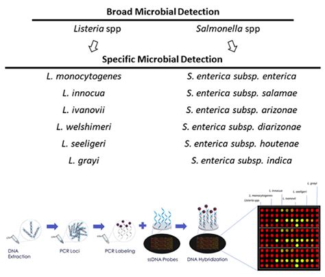 Revolutionary Rapid Testing For Listeria Monocytogenes And Salmonella Foodsafetytech