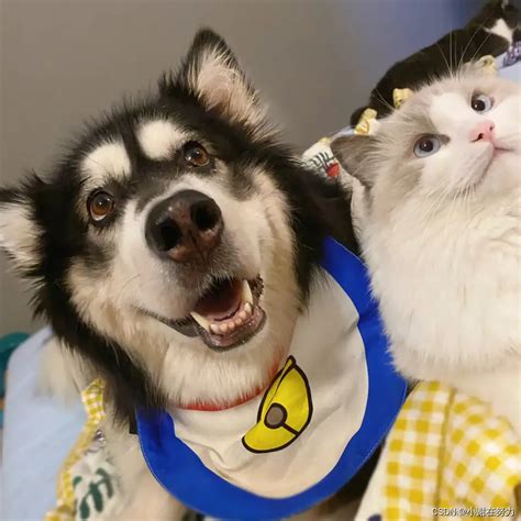 数据结构奇妙旅程之二叉平衡树进阶 Avl树 Csdn博客