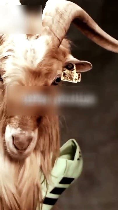 السر العجيب وراء ظهور ميسي مع المعزة ؟ 😱🤯 Youtube