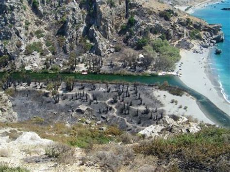 The Palm Forest Of Preveli In Crete Burned By Wildfires Crete Gazette