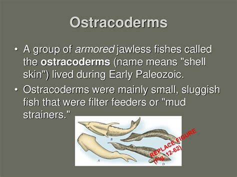 Phylum Chordata Vertebrates Sea Squirts Or Tunicates Lancelets Such