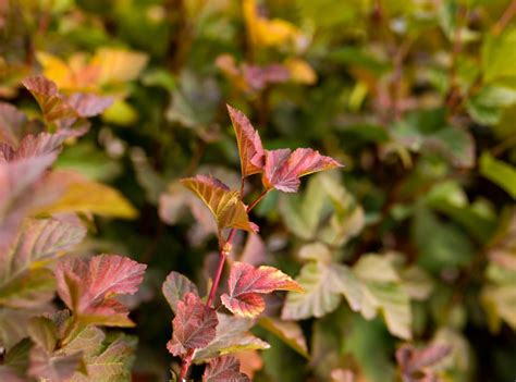 Ninebark Amber Jubilee Van Der Meer Garden Centre
