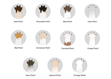 Siamese Cat Colors Aimeezoesiamese