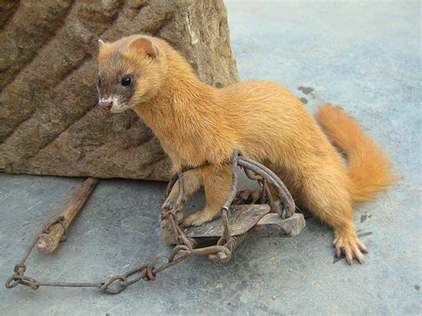 黄鼠狼全身是宝，为什么很少有人愿意养殖？养殖户：真养不起啊 黄鼠狼 皮毛 尾毛 新浪新闻