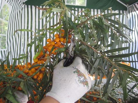 Common Harvesting Methods For Sea Buckthorn A Commercial Growers Guide