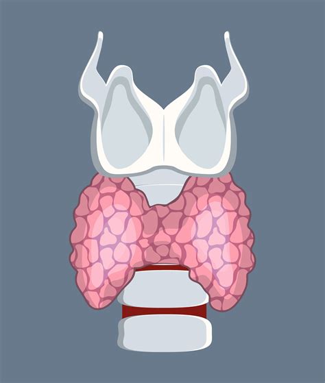 Thyroid Gland Isolated On Grey Background Hypothyroidism Design Vector 5012899 Vector Art At