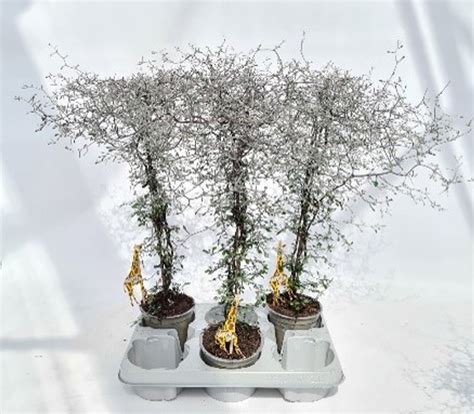 Corokia Cotoneaster — Plant Wholesale Floraccess