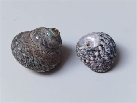 What Species Are These R Shells