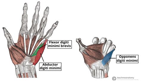 The Ulnar Nerve Course Motor Sensory Teachmeanatomy