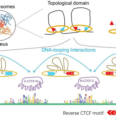 PDF A Sequence Based Deep Learning Approach To Predict CTCF Mediated Chromatin Loop