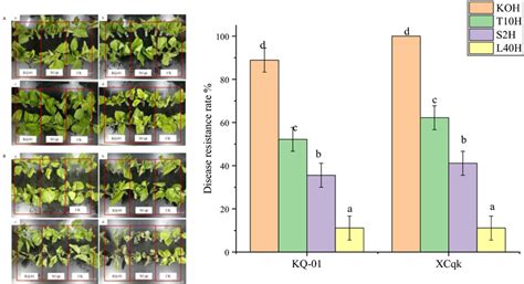 Four Mulberry Varieties Tested For Resistance To Two Strains Of
