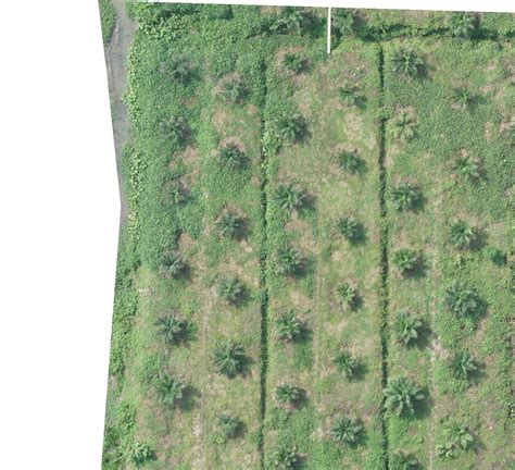 Oil Palm Tree Object Detection Model By Noval Zhorif